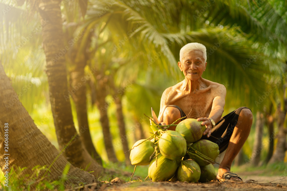 Old man collecting coconut in coconut farm in thailand. Stock Photo ...
