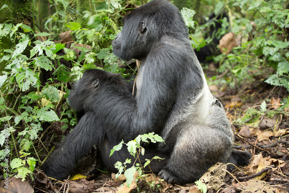 A large endangered Silverback Gorilla (Gorilla beringei beringei) mating, Rwanda Stock 写真 ...