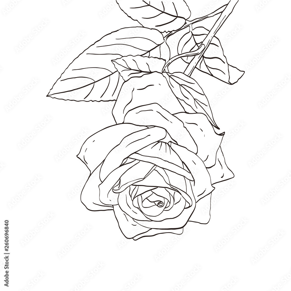 Hand-drawn sketch one branch of rose. Flower rose pattern ideas for ...