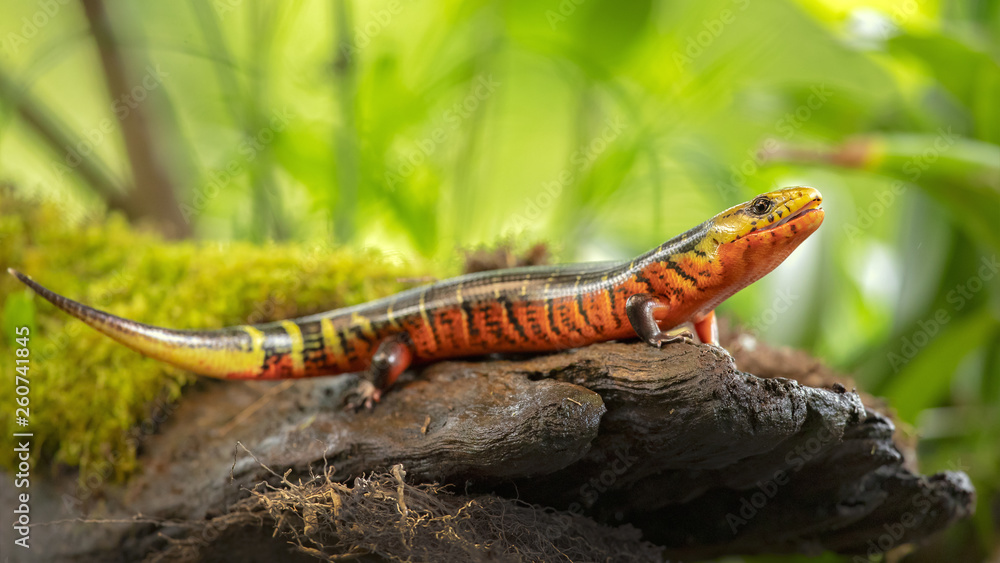 Diploglossus monotropis. This species is found in the humid Atlantic ...
