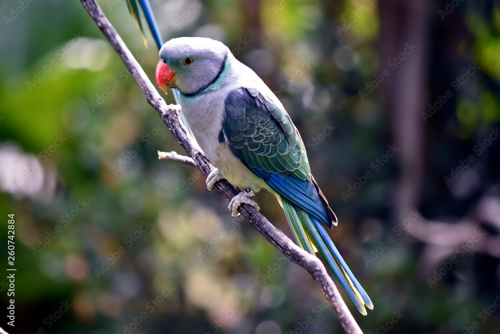 blue-winged parakeet, also known as the Malabar parakeet is a species ...