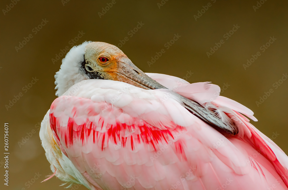 Roseate spoonbill bird known as Colhereiro. Bird with pink feathers and ...