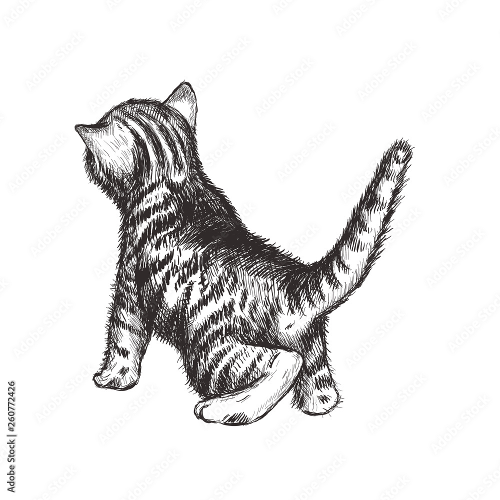 Kitten hand drawing vector illustration. Stock Vector | Adobe Stock