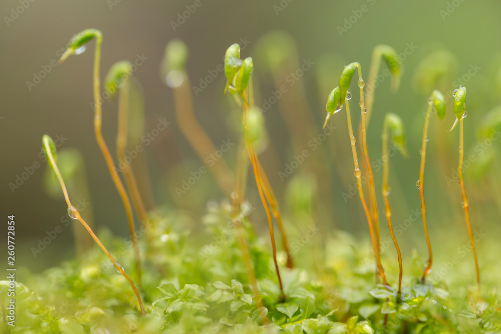 Moss Spores Microscope