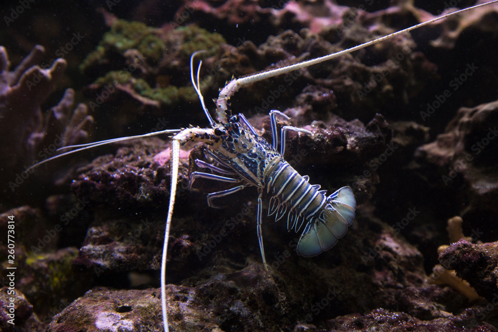 Blue Spiny Lobster