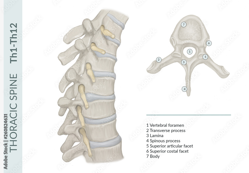 hand drawn medical illustration of the thoracic spine Stock ...