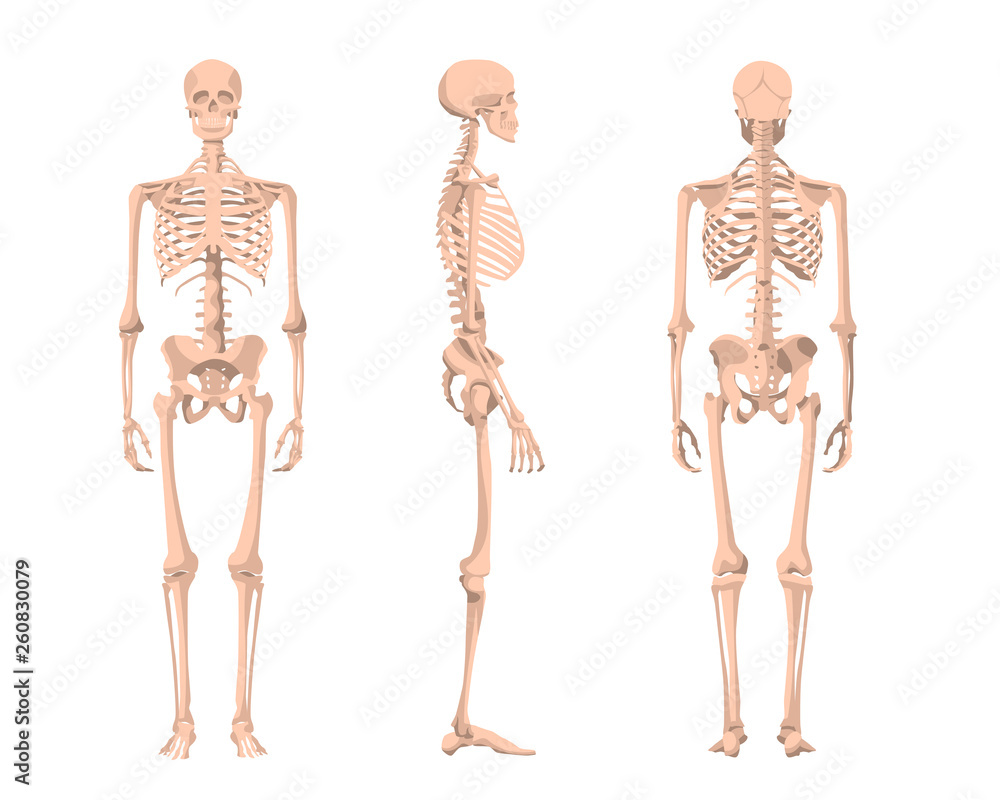 Human skeleton in front, profile and back. Vector illustration - Vector. Human anatomy Stock ...