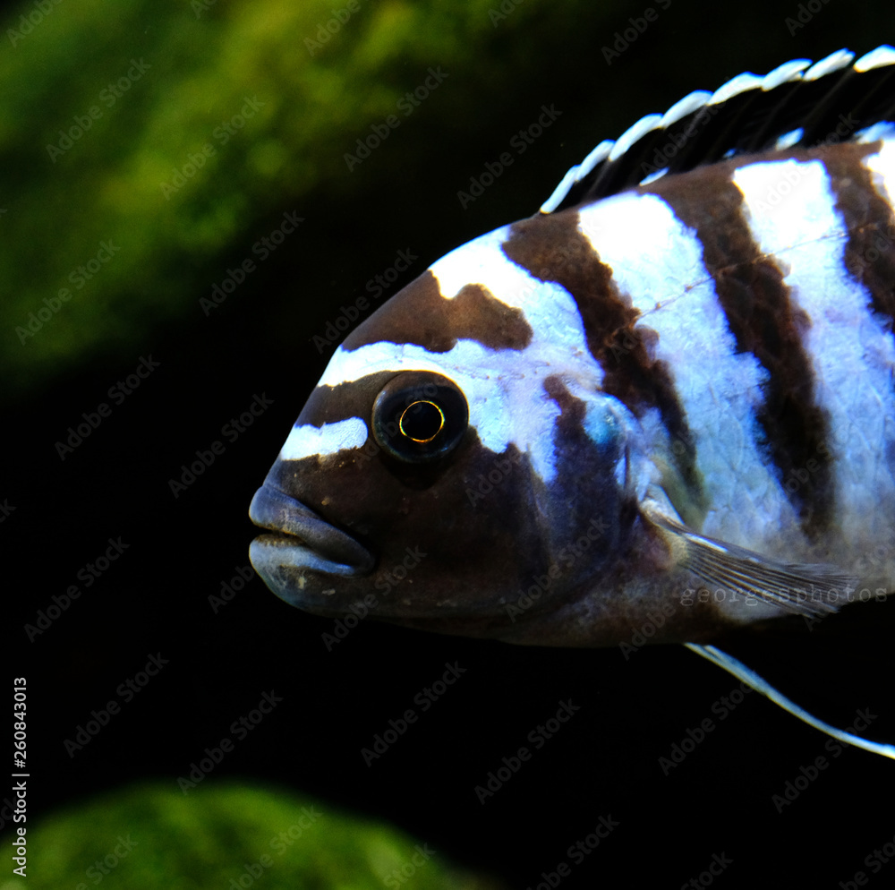 Mbuna Cichlids