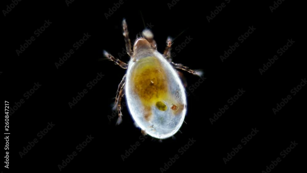 mite (Acari), under the microscope, possibly of the Acaridae family ...