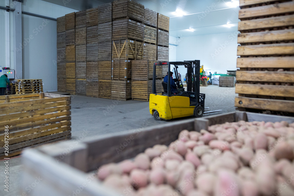 Potatoes storage. Crops warehouse. Dry cool storage. Stacked wooden ...