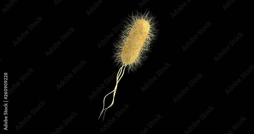3D animation of a escherichia coli bacteria Stock Video | Adobe Stock
