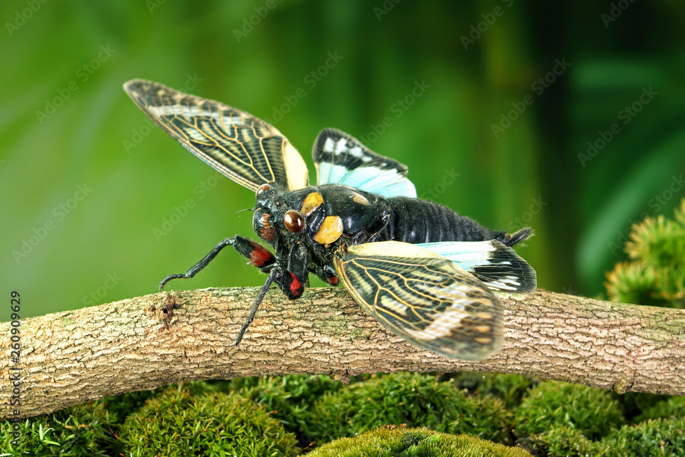 Cicada : Butterfly cicadas with broad multicolor wings. Blue butterfly ...
