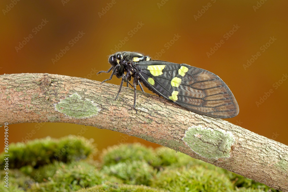 Cicada : Butterfly cicadas with broad multicolor wings. Green and blue ...