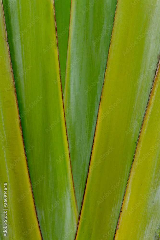 v shape pattern of leaf, known as travellers palm (Ravenala ...