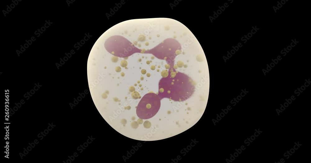 3D animation of white blood cell neutrophil Stock Video | Adobe Stock