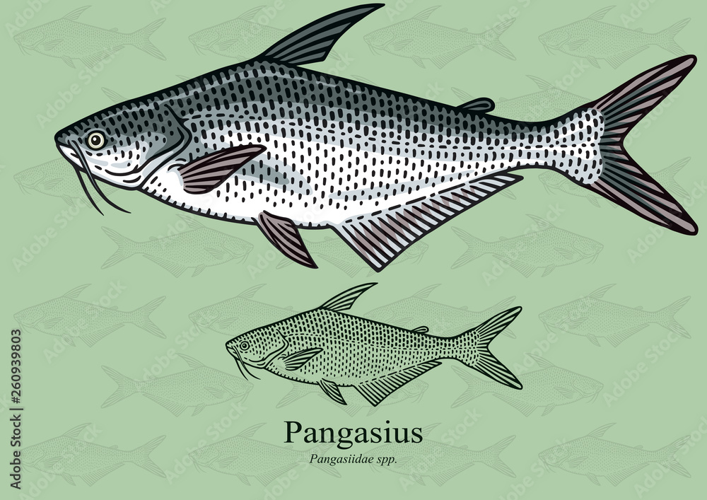 Pangasius, Pangas fish. Vector illustration with refined details and ...