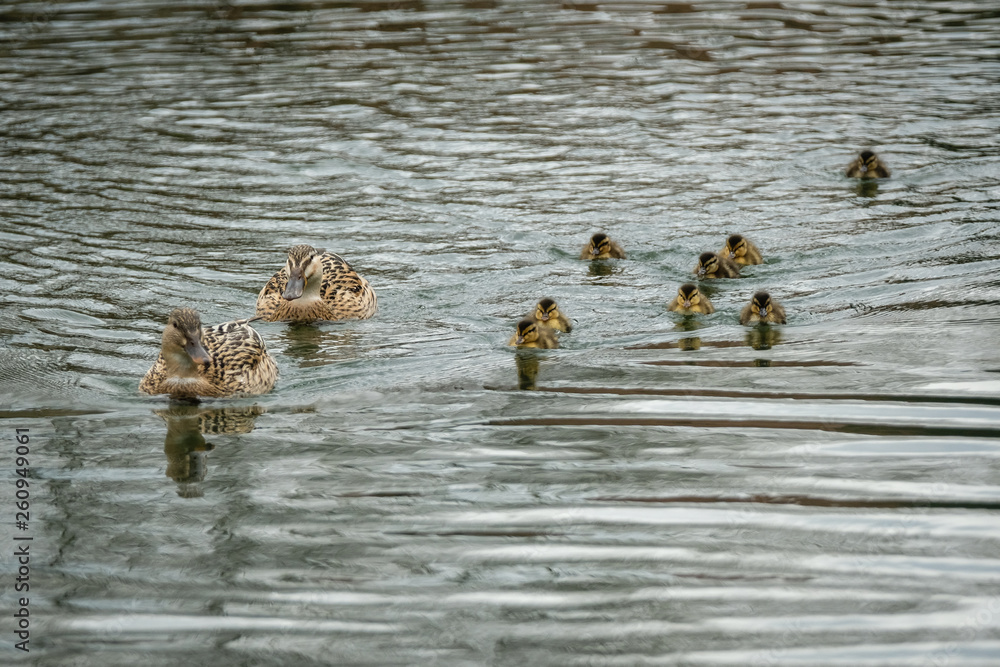 Canes et ses canetons qui nagent dans une mare Stock Photo | Adobe Stock