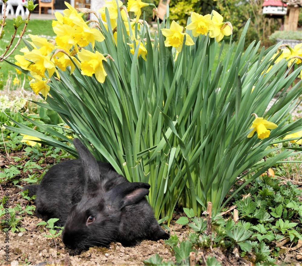 Osterhase Stock Photo | Adobe Stock