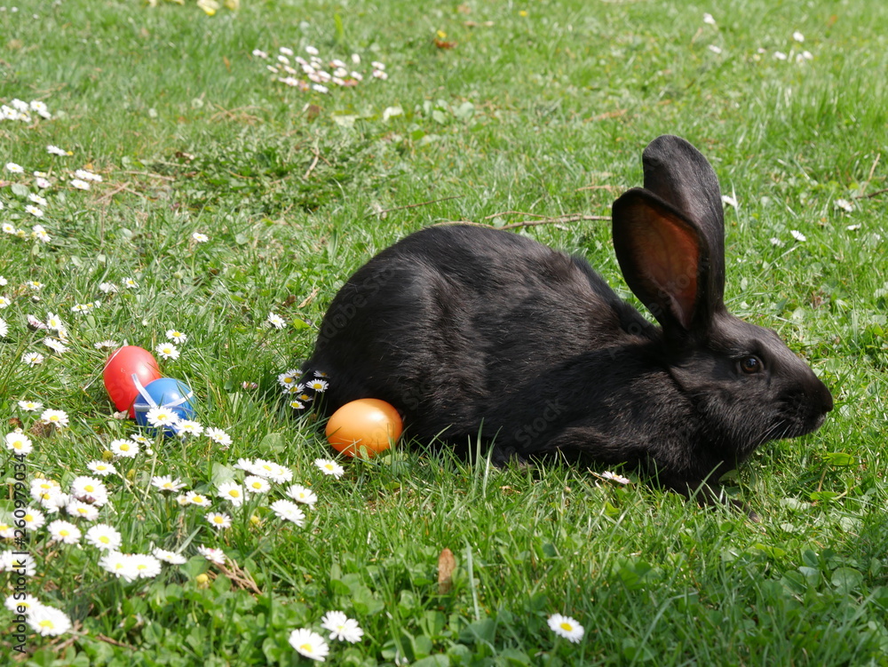 Osterhase Stock Photo | Adobe Stock