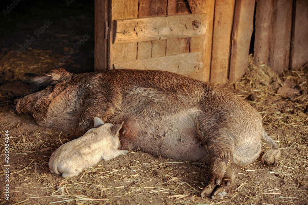 Large hairy pig of the Mangalitsa breed feeds piglets. Concept of happy ...