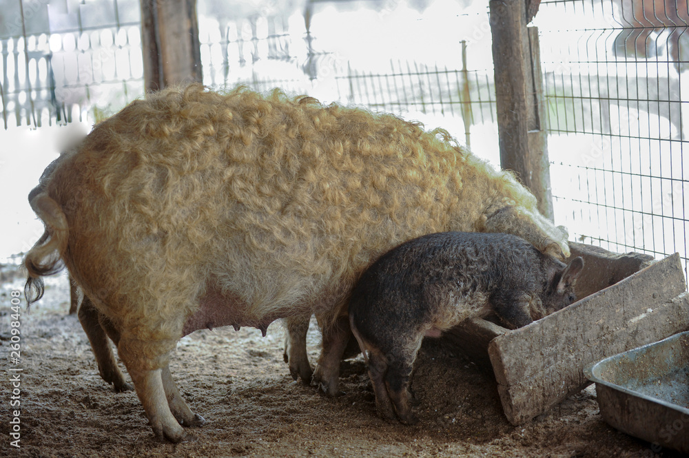 Foto de Big producer of red wild boar. Meat breed of pigs Duroc. Pigs ...
