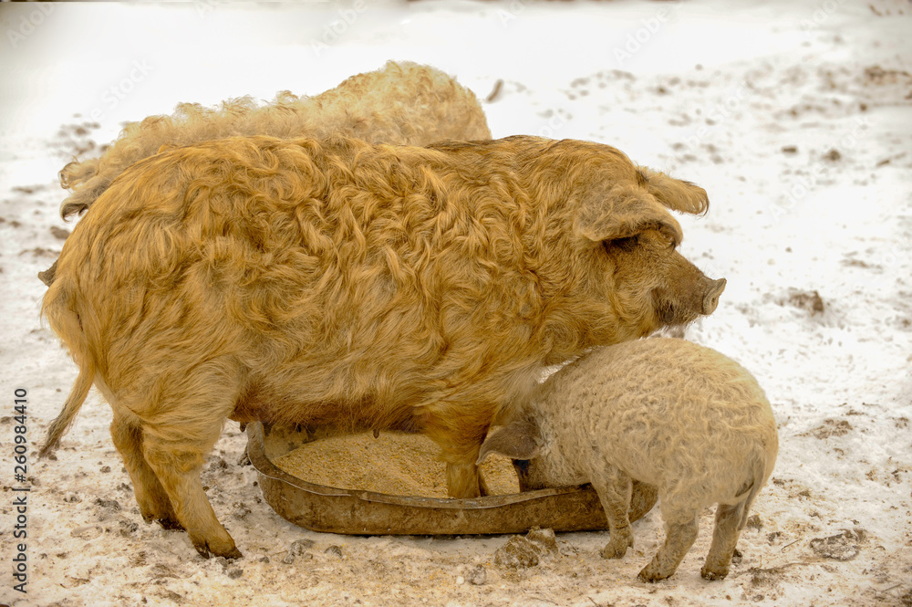 Big producer of red wild boar. Meat breed of pigs Duroc. Pigs grazing ...