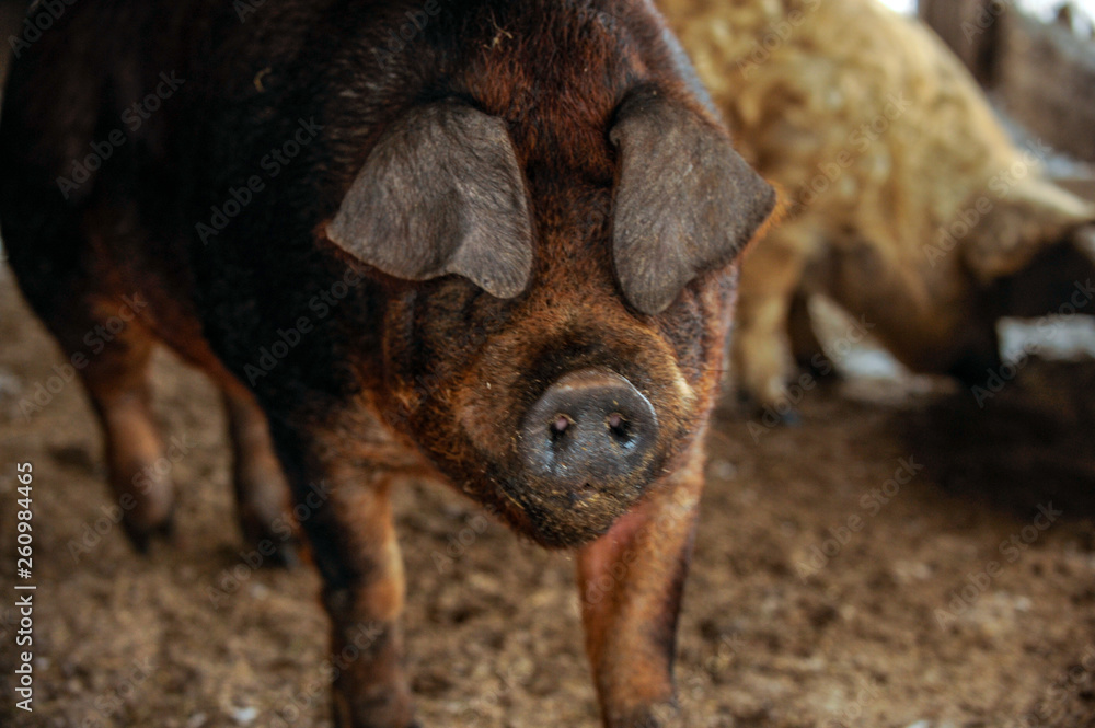 Big producer of red wild boar. Meat breed of pigs Duroc. Pigs grazing ...