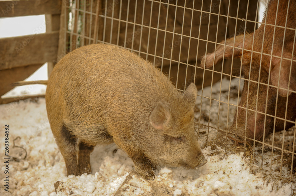 Big producer of red wild boar. Meat breed of pigs Duroc. Pigs grazing ...