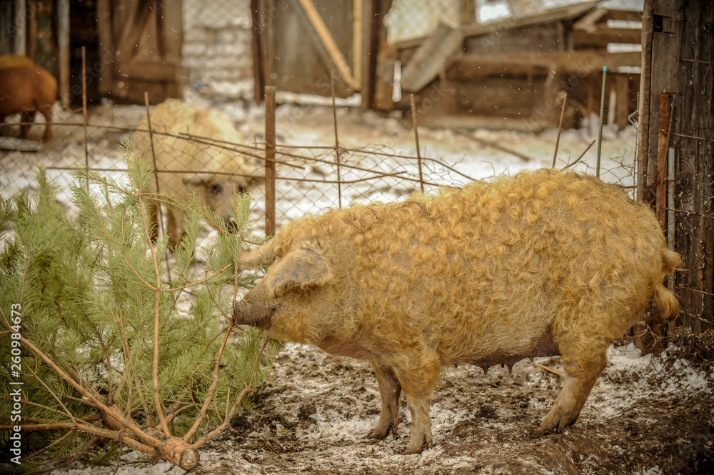 Big producer of red wild boar. Meat breed of pigs Duroc. Pigs grazing ...