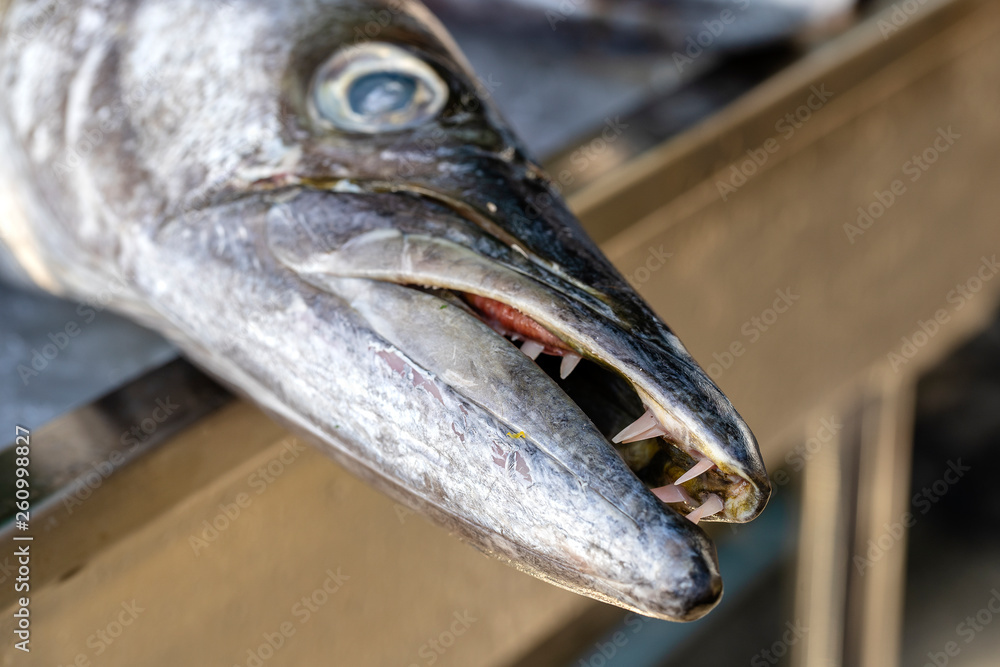 Close up on barracuda teeth. Sea fresh fish barracuda at street food ...