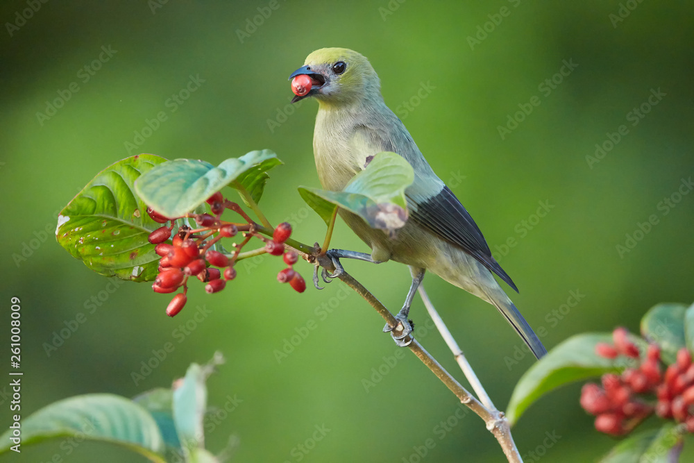 Green rainforest bird, Thraupis palmarum, Palm Tanager with small red ...