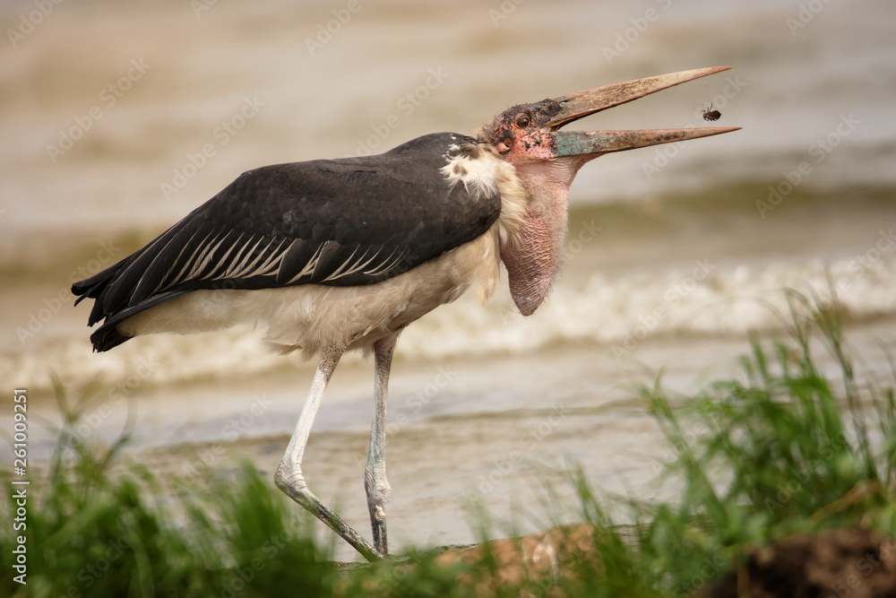 Close up, large scavenger bird, Marabou stork, Leptoptilos crumenifer ...