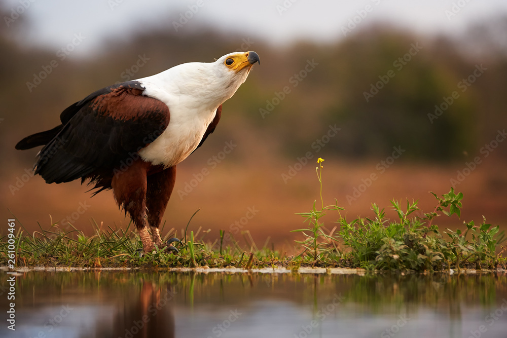 Water level photo of wild African fish eagle, Haliaeetus vocifer on a rim of a small pond ...