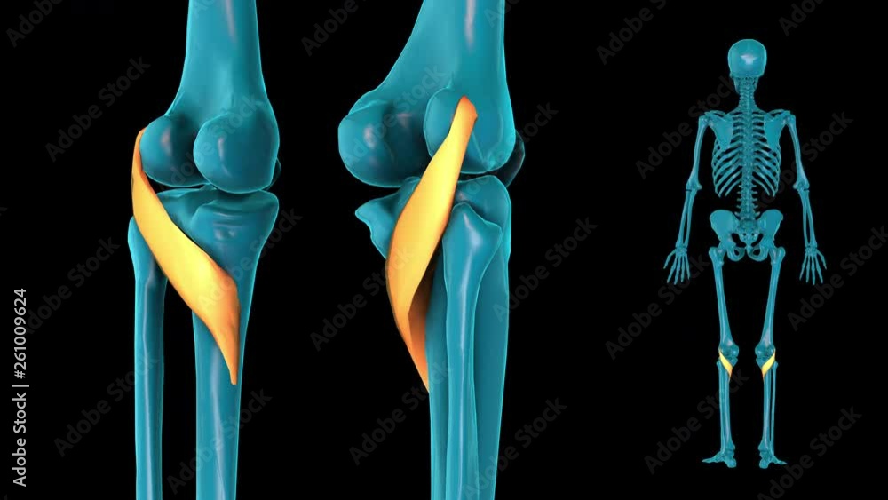 Popliteus--3D HUMAN MUSCLE ATLAS vídeo do Stock | Adobe Stock