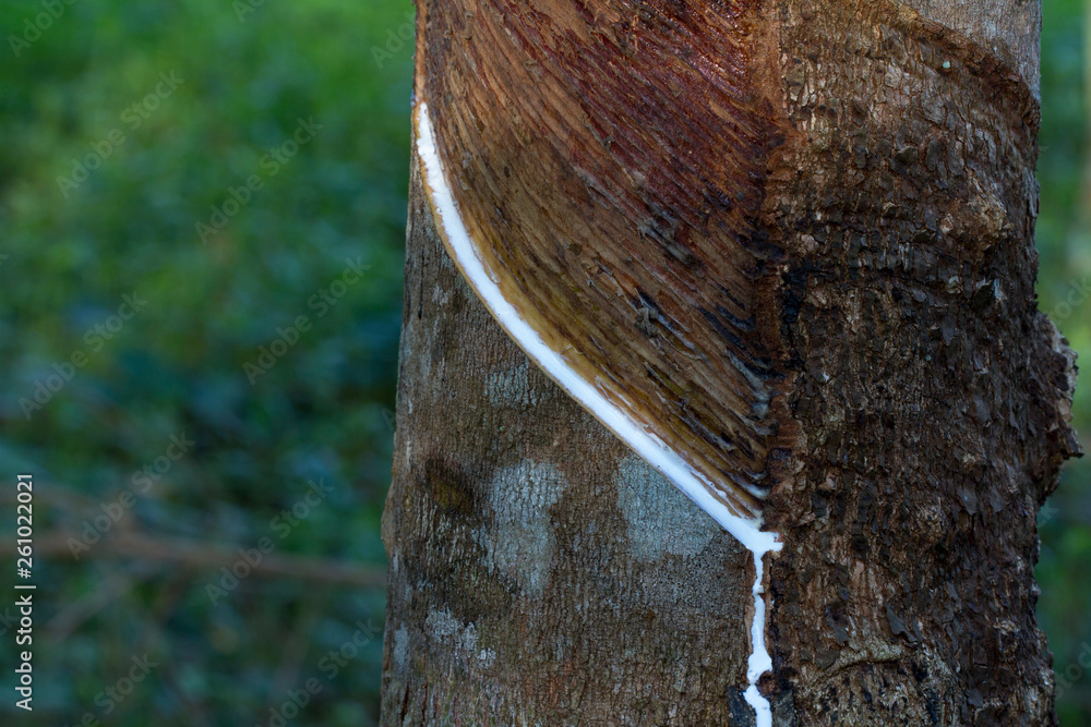 Latex extracted from rubber tree (Hevea Brasiliensis) as a source of ...