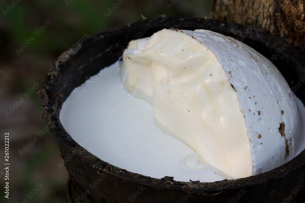 Latex extracted from rubber tree (Hevea Brasiliensis) as a source of ...