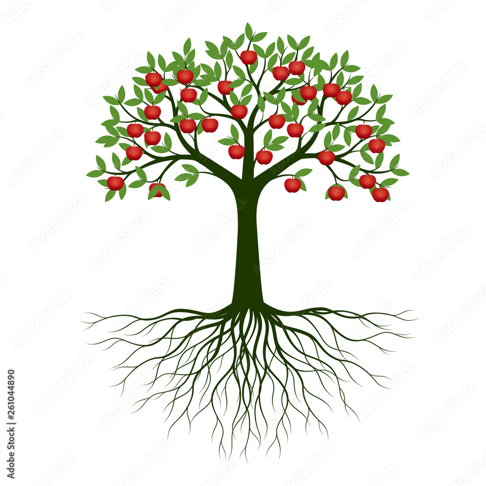 Green Spring Tree with Roots and fruits. Vector Illustration. Stock ...
