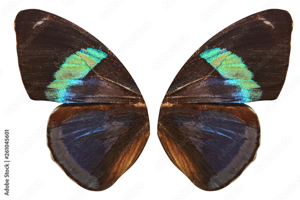 tropical butterfly wings isolated on white background. Stock Photo ...