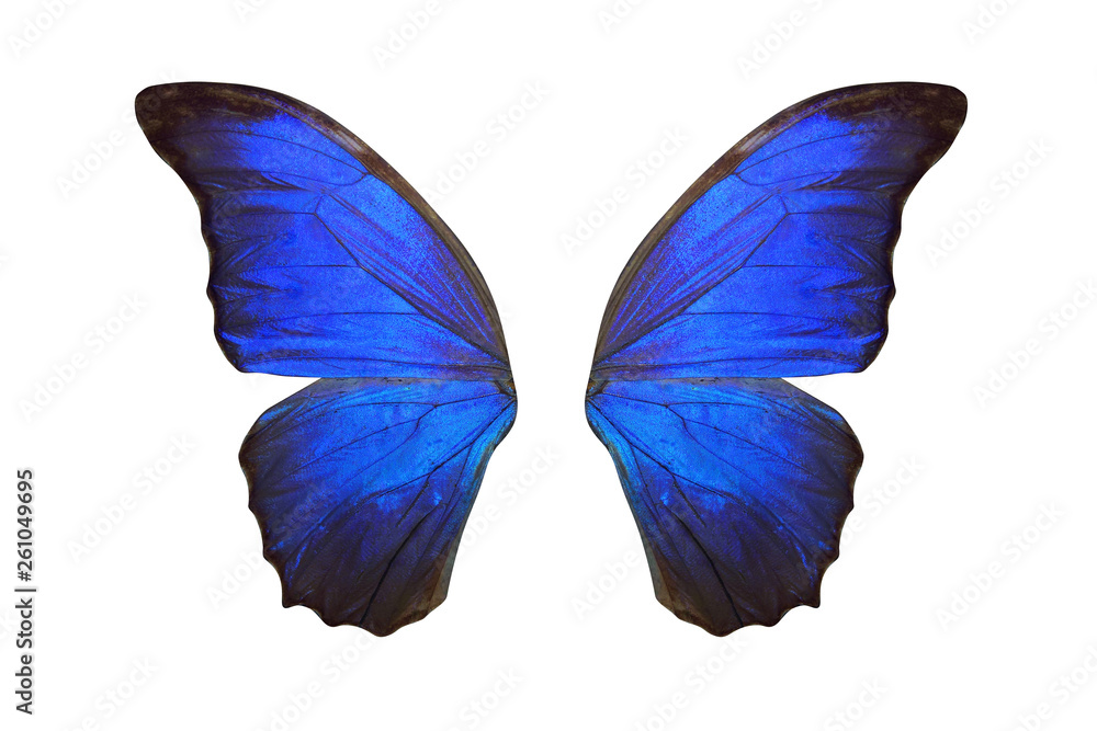 tropical butterfly wings isolated on white background. Stock Photo ...