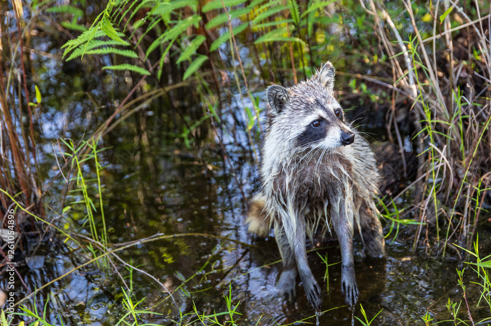 Wet raccoon sitting in swamp Stock Photo | Adobe Stock