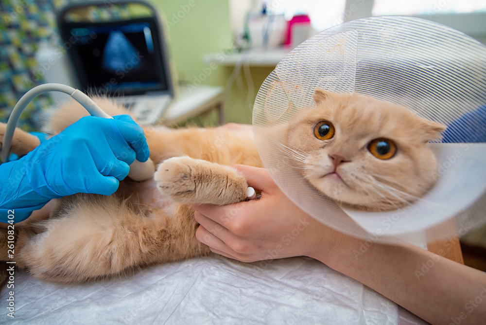 The doctor does an ultrasound examination of the cat's abdomen, an ...