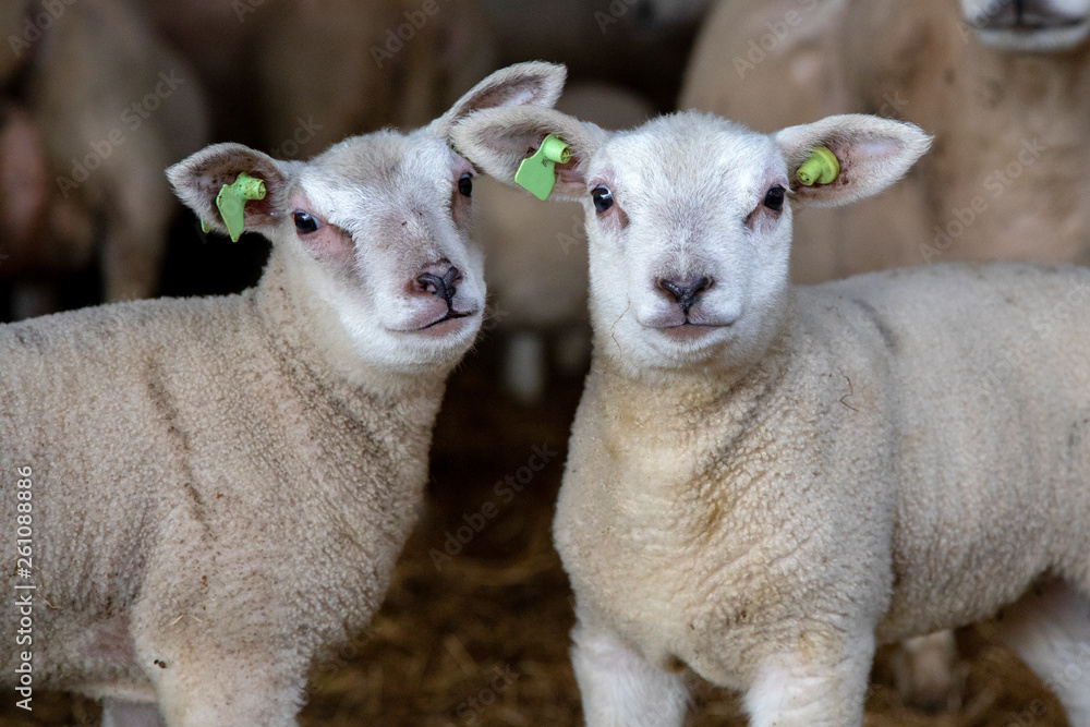 Two cute little lambs stand next to each other in a stable. Stock Photo ...