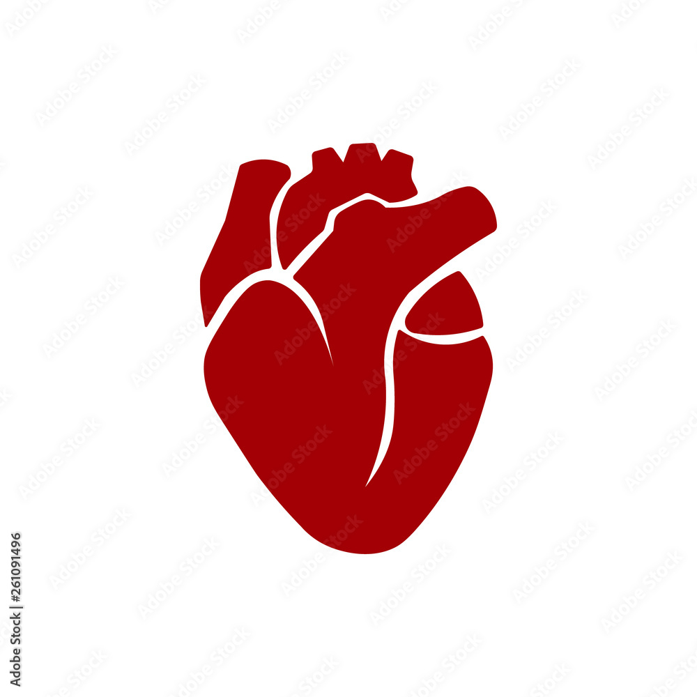 Human heart icon on a white background. Realistic human heart. Vector ...