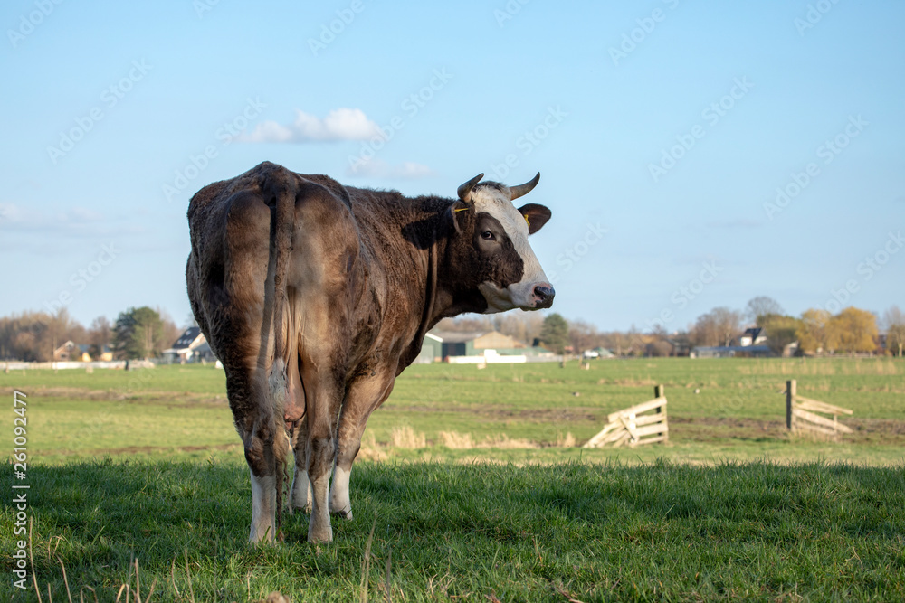 Beautiful brown with white cow and horns seen from behind, head turned ...