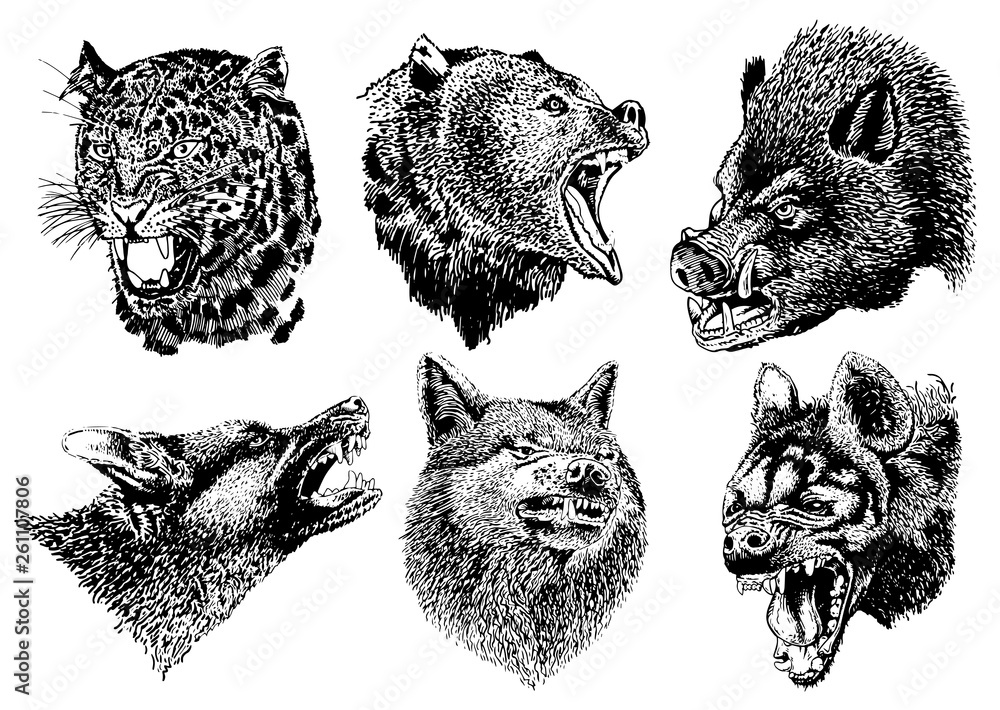 Graphical set of portraits of wild angry animals isolated on white ...