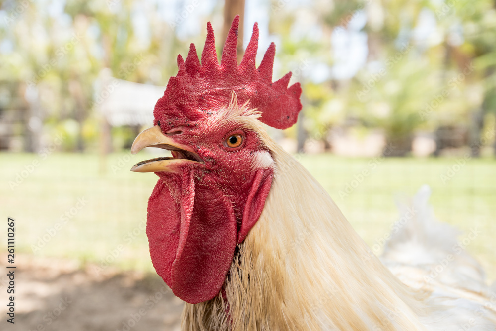 El es el "Gallo" y no se llama Claudio... foto de Stock | Adobe Stock