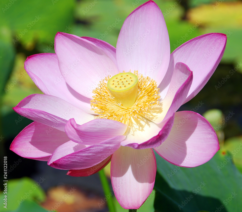 Lotus Flower Names | Best Flower Site
