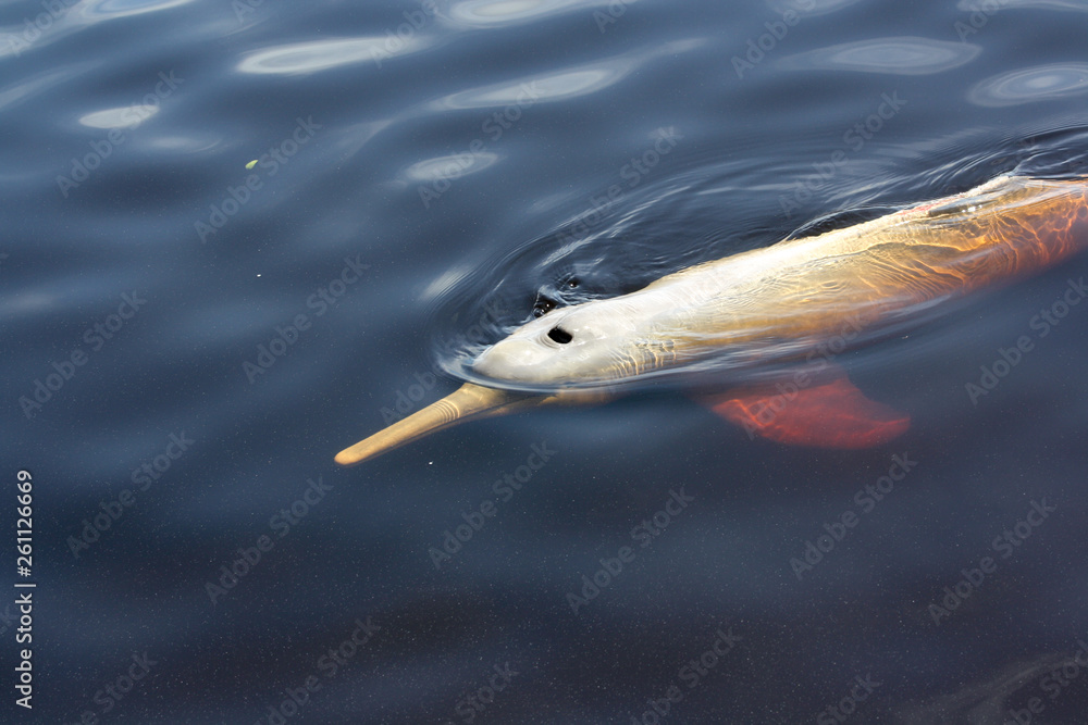 Boto cor de rosa da Amazônia - Brasil Stock Photo | Adobe Stock