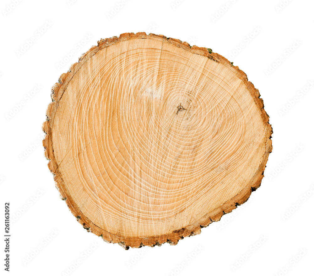 Cut tree wood with rings and texture on a white background. Felled tree ...