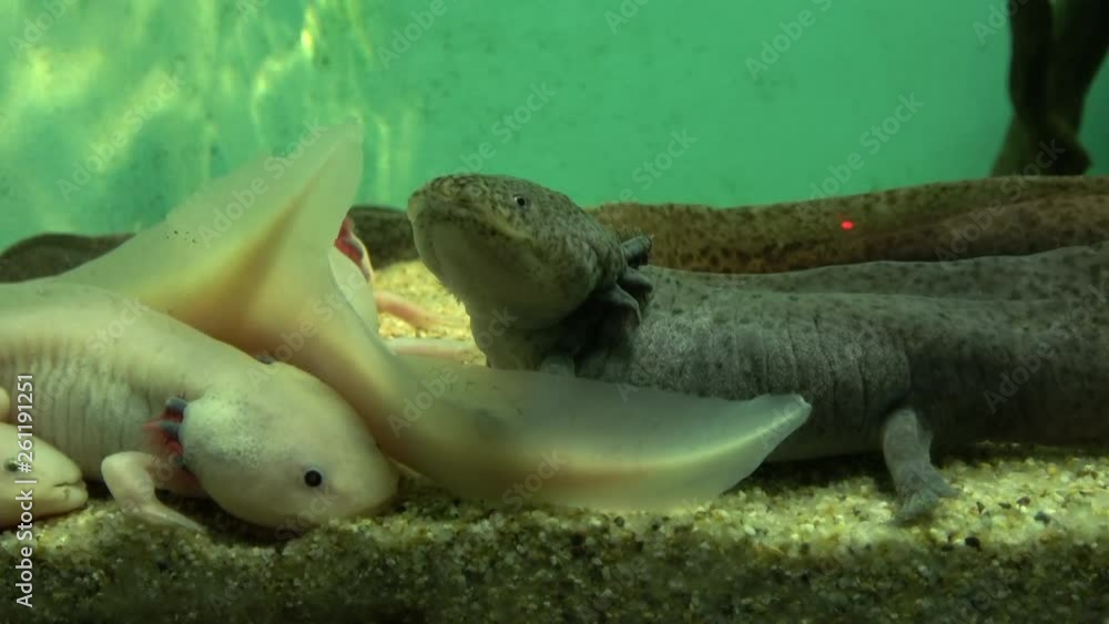 Axolotl, Ambystoma Mexicanum, Mexican Walking Fish, 4K Stock ビデオ ...